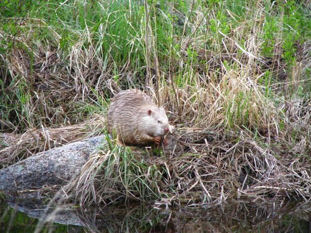 Jessica Lake Lodge Gallery | Jessica Lake Lodge